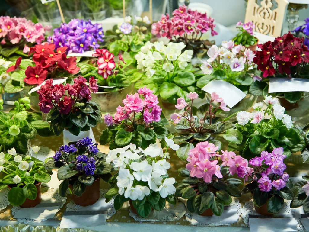 Angela S. Ponder – Cannon-Byrd Funeral Homes & Memorial Park